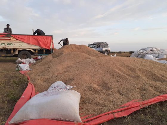 Harvesting the First Batch of Maize and Sorghum underway in Togwajale ...