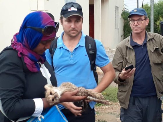 Somaliland Clamps Down on Cheetah Trafficking | Somaliland Standard